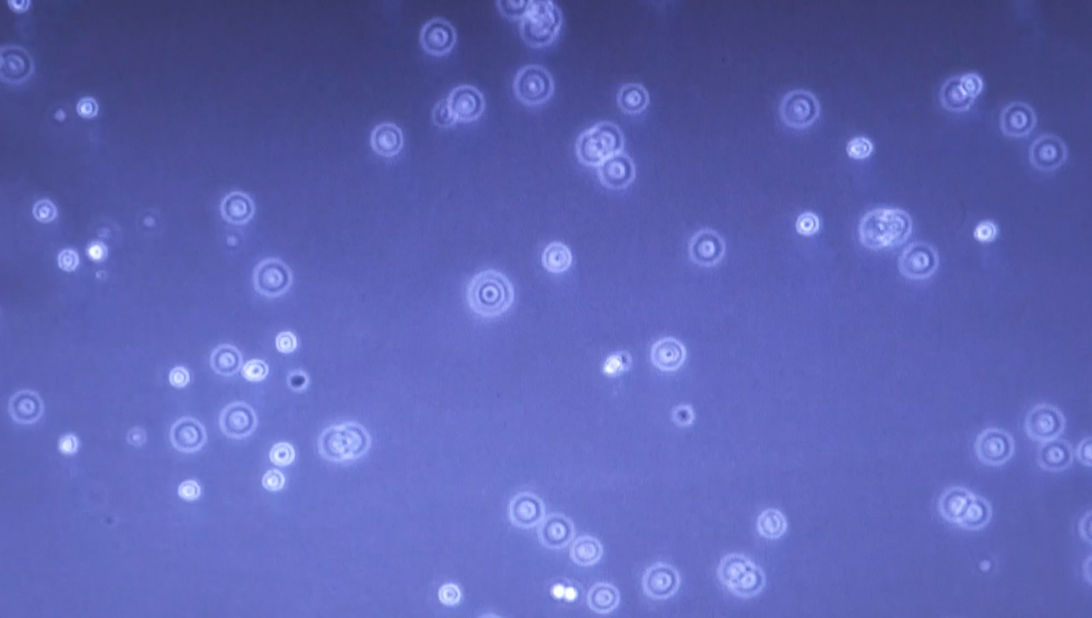 Cell counting – labprep.video