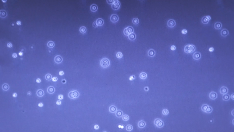 Cell culture – exposing cells – labprep.video